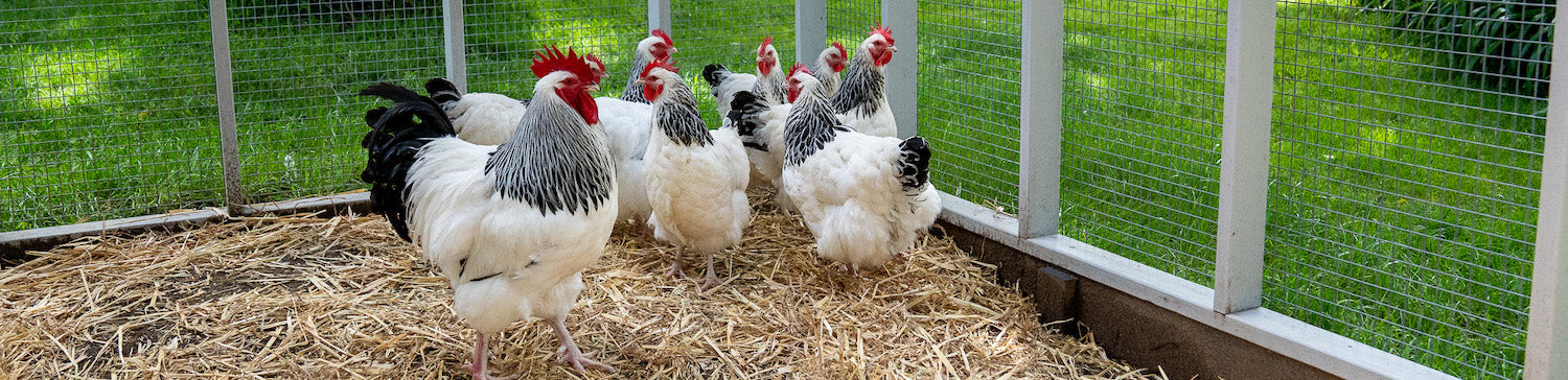 The Poodle and The Hen | Tips for Getting Birds Ready For Breeding