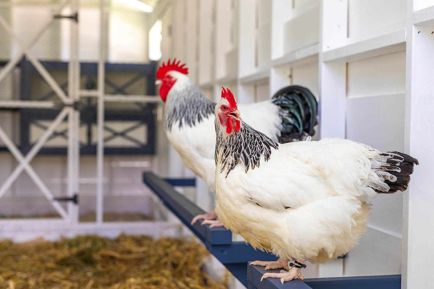 The Poodle and The Hen | Chicken & Poultry Feed