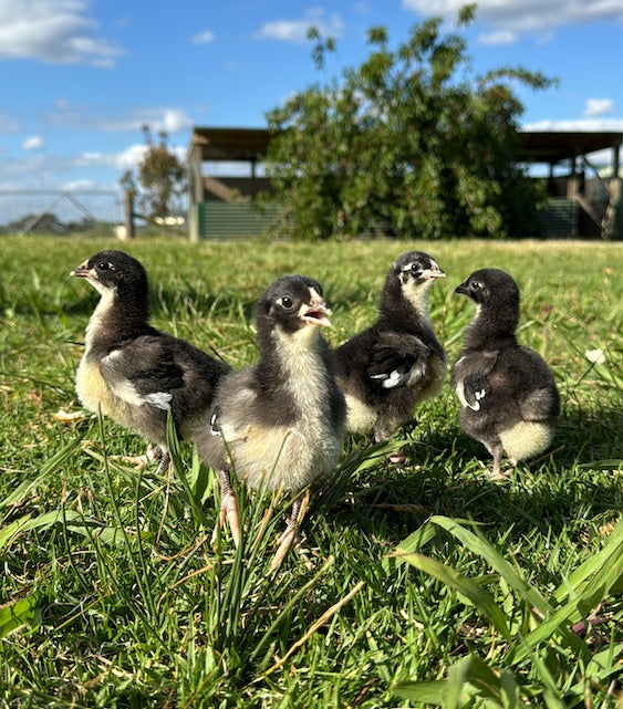 The Poodle and The Hen | Australian Australorp Chickens