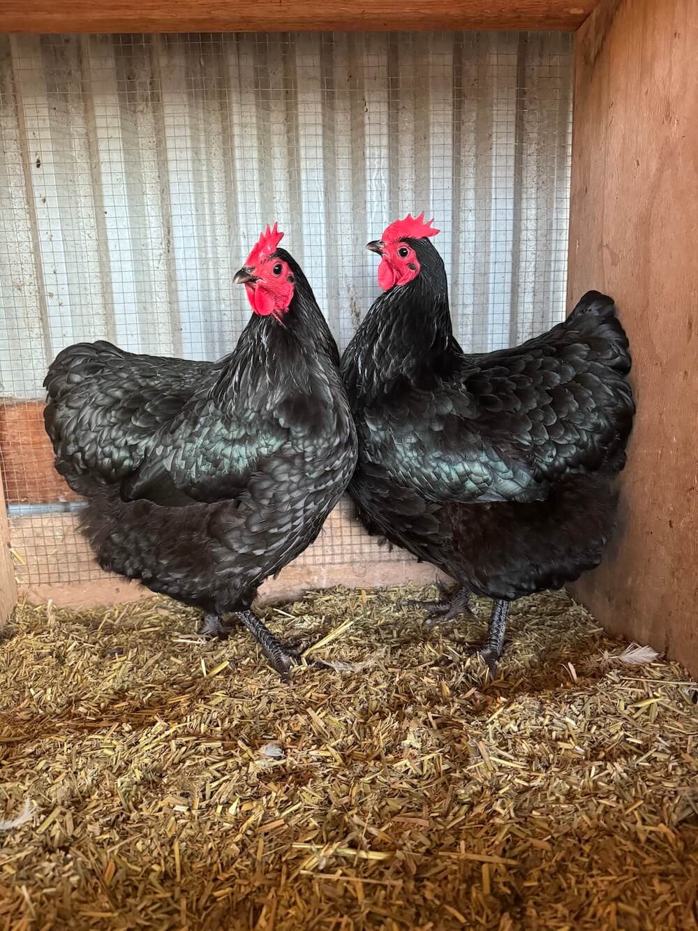 The Poodle and The Hen | Australian Australorp Chickens