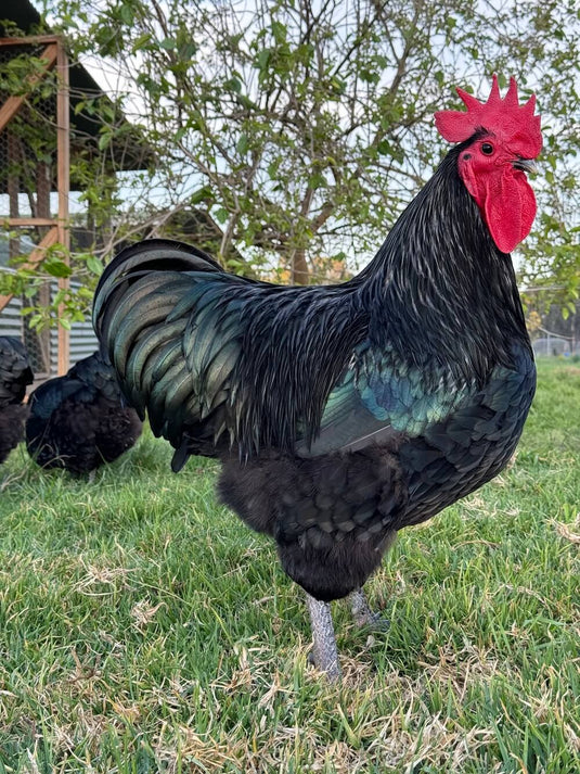 The Poodle and The Hen | Australian Australorp Chickens
