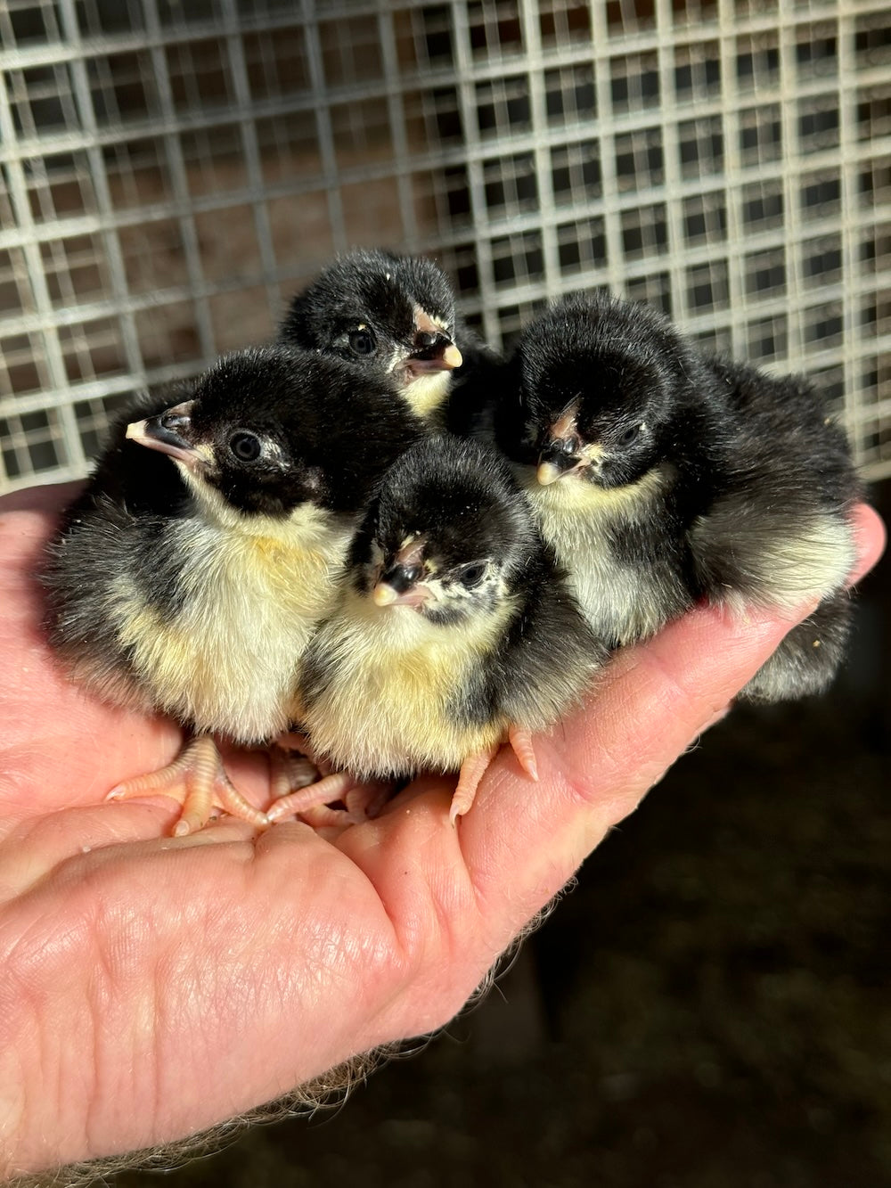 The Poodle and The Hen | Australian Australorp Chickens