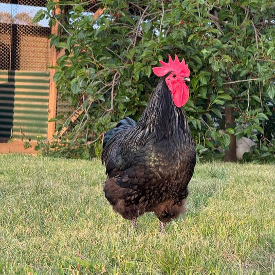 The Poodle and The Hen | Australian Australorp Chickens
