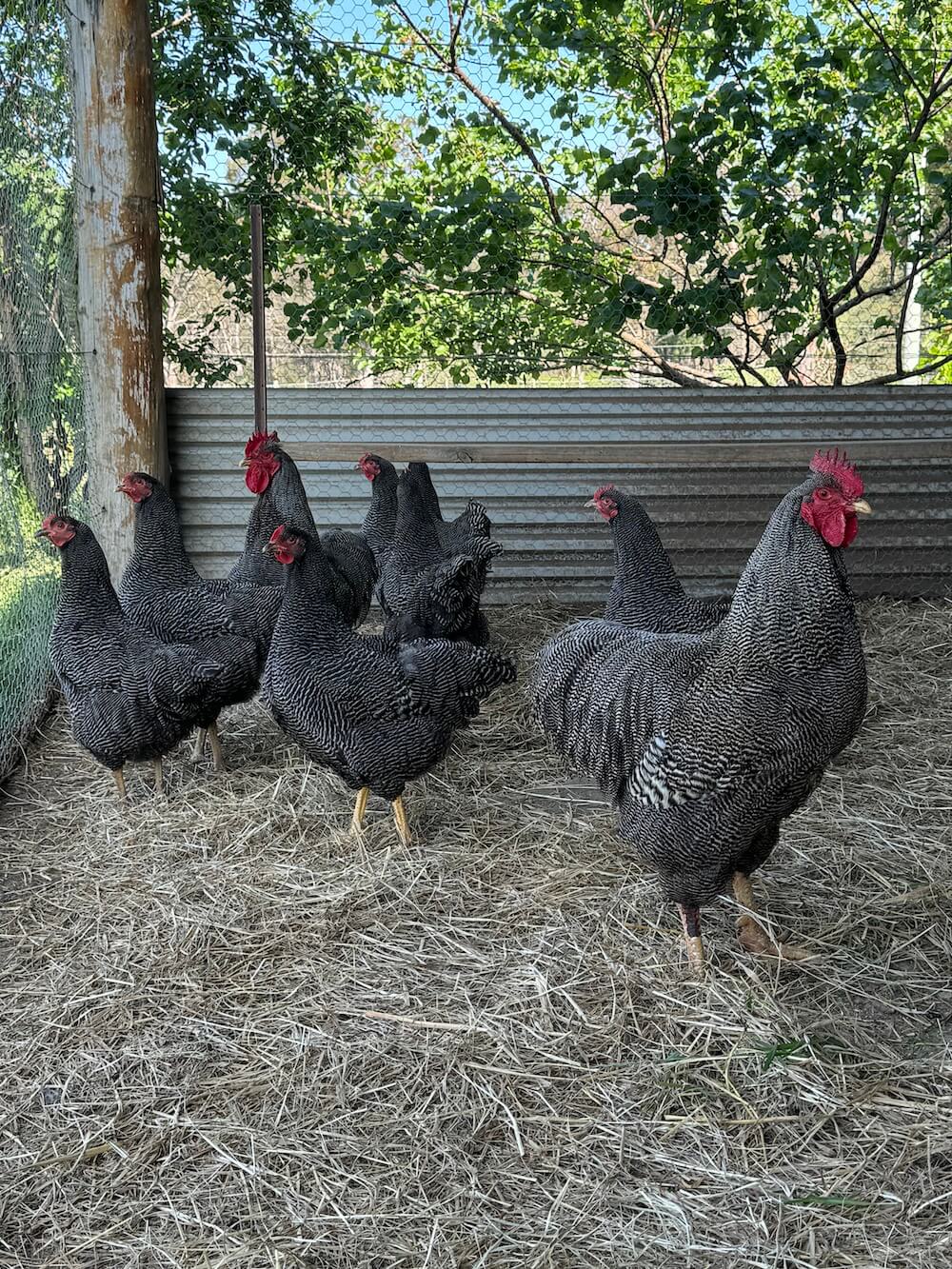 The Poodle and The Hen | Plymouth Rock Chickens