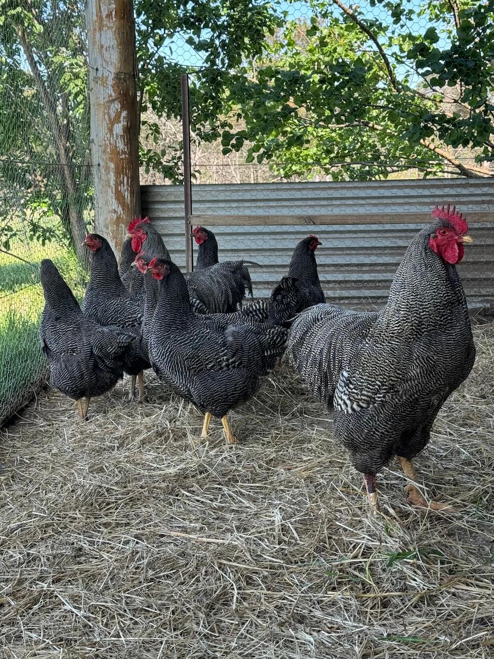 The Poodle and The Hen | Plymouth Rock Chickens
