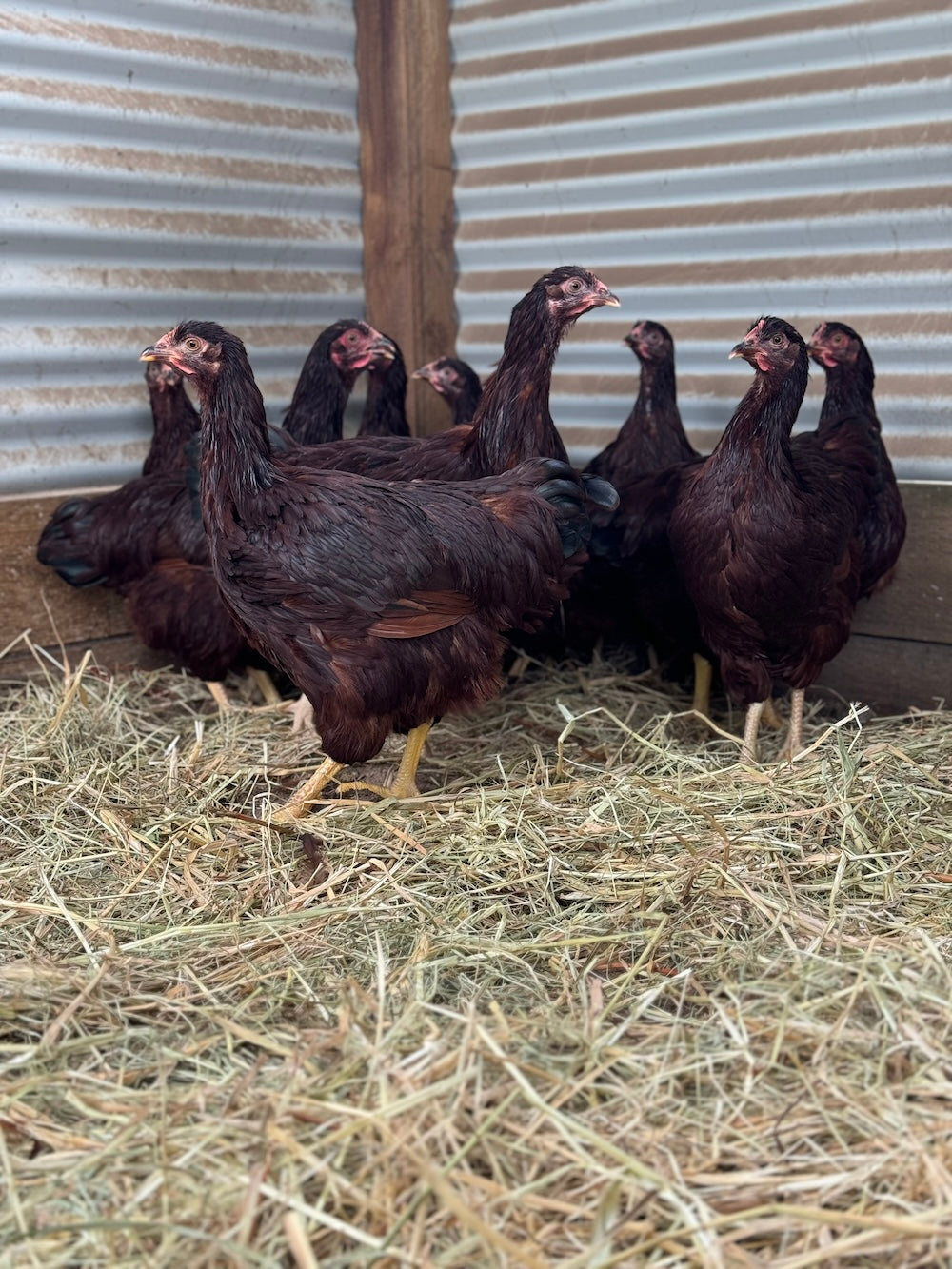 The Poodle and The Hen | Rhode Island Red Chickens