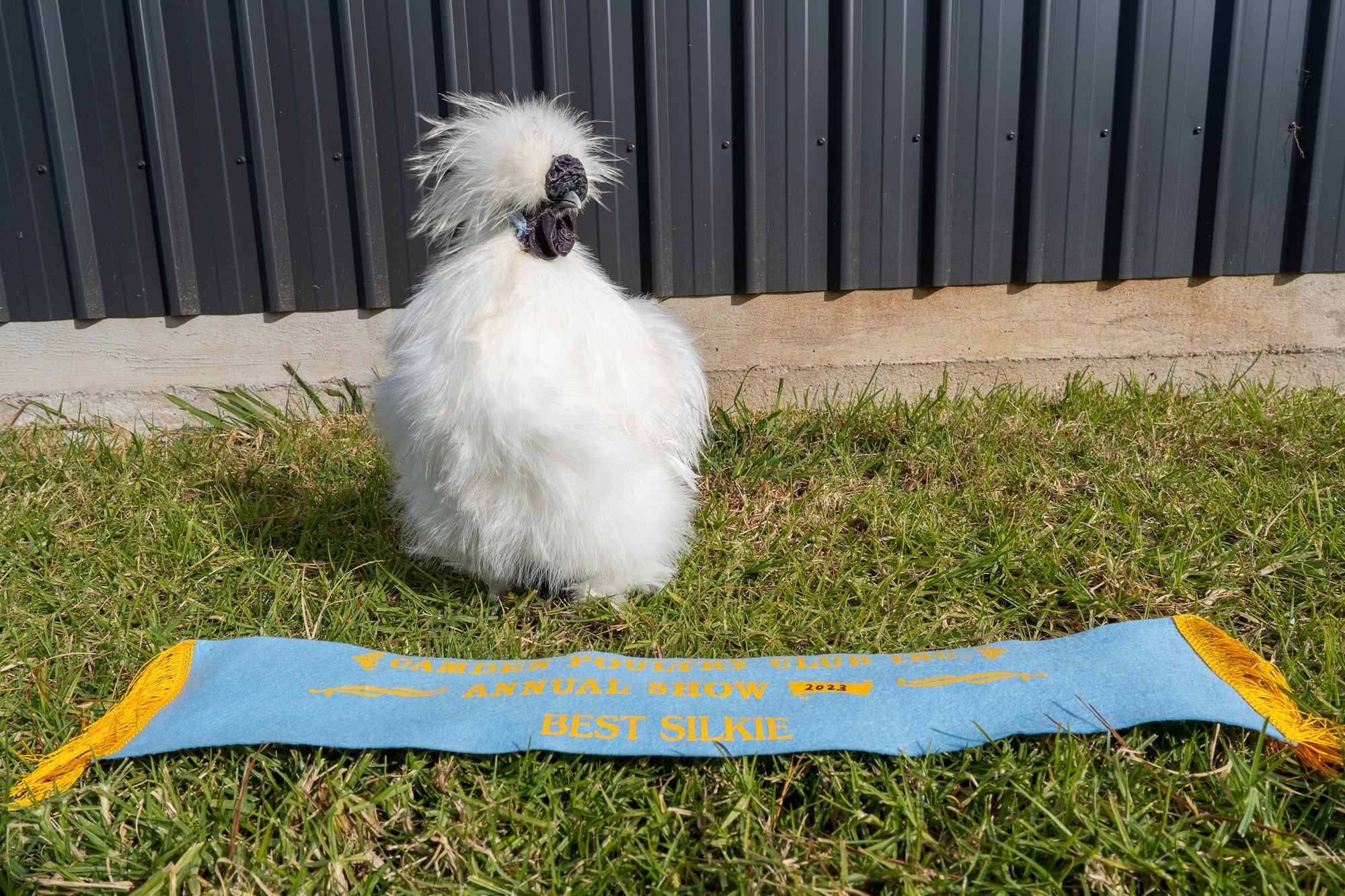 The Poodle and The Hen | Silkie Chickens
