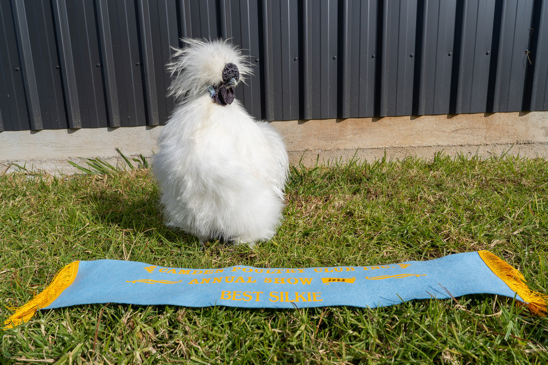 The Poodle and The Hen | Silkie Chickens