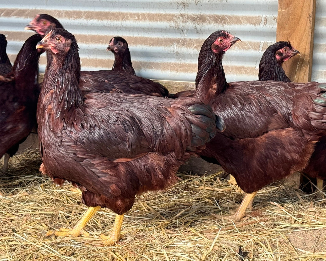 The Poodle and The Hen | Rhode Island Red Chickens