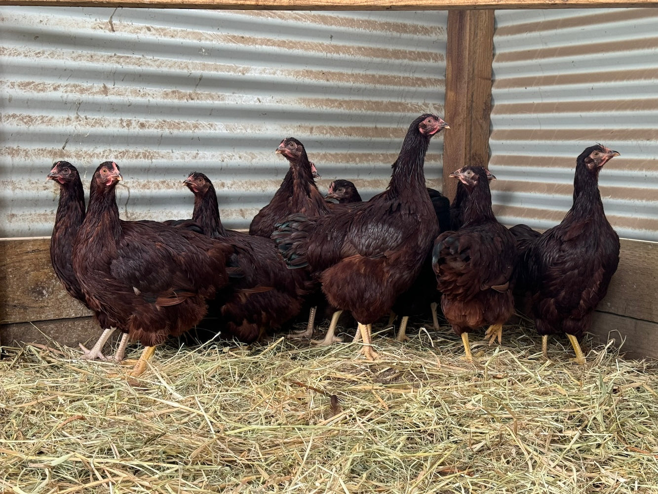 The Poodle and The Hen | Rhode Island Red Chickens